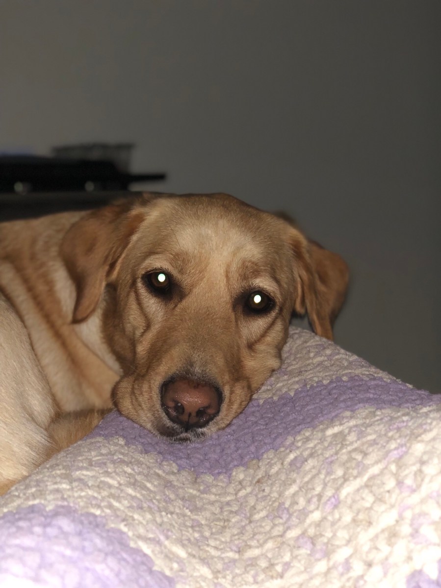 Worry. Vacation. Relief. – AdventuresOfAlfie